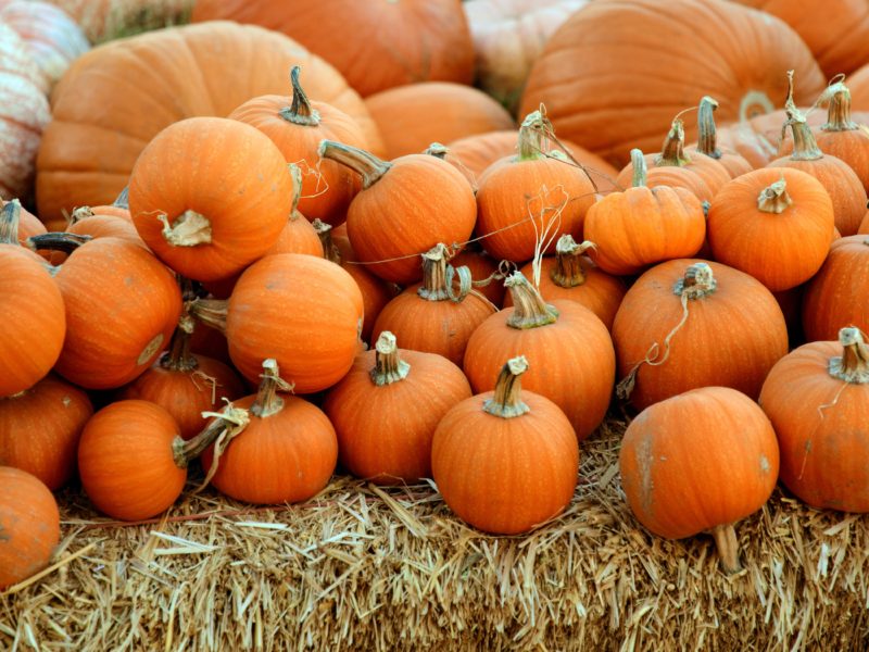 Why You Should Choose Organic Pumpkins | Organic Voices